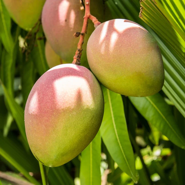Boca Hydro Grafted Cotton Candy Mango Tree Patented Variety - bocahydro