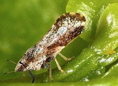 Asian Citrus Psyllid Pheramone Lure 10 Pack - bocahydro